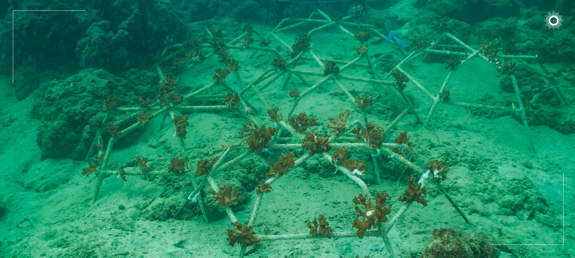 Böëna Funds ‘Raising Coral’ Project to Restore Health of Costa Rican Reefs